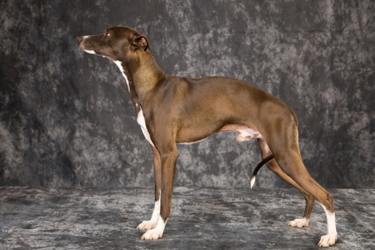 Italienischer Windspiel (Piccolo Levriero Italiano) - Haustiertipps
